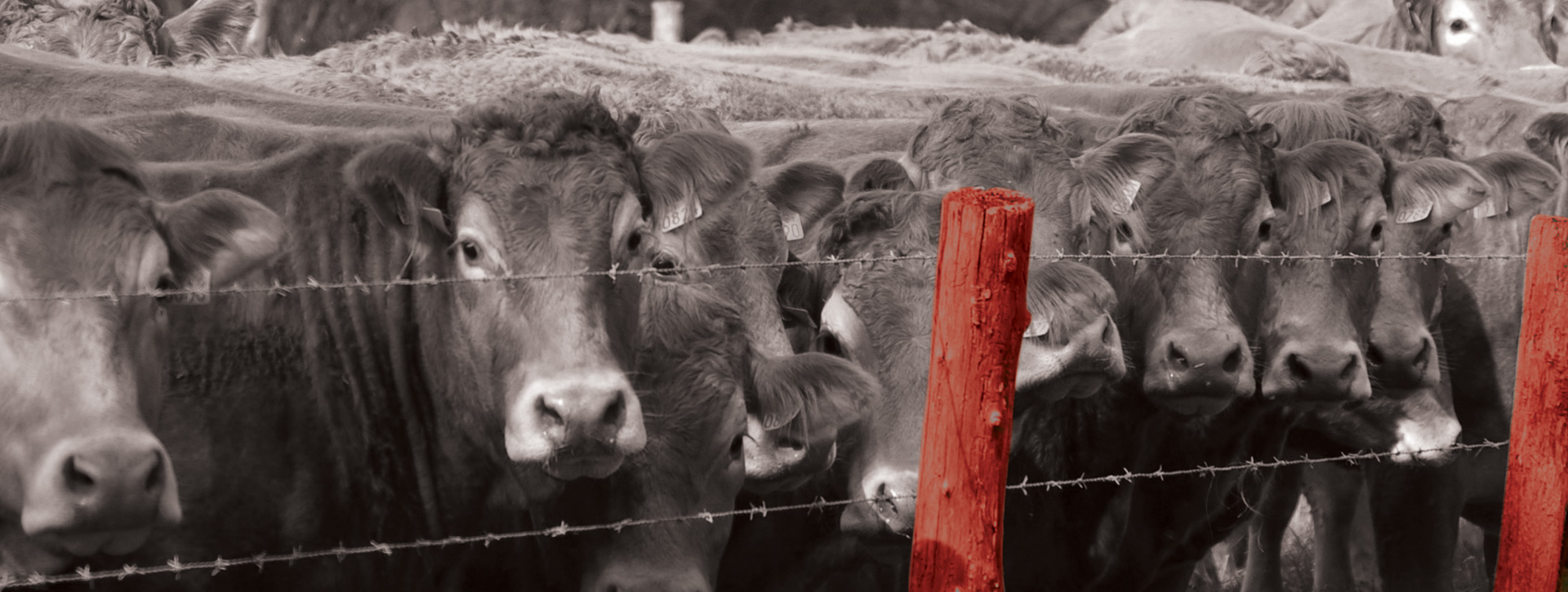 Quote – Performance Livestock and Feed Co.