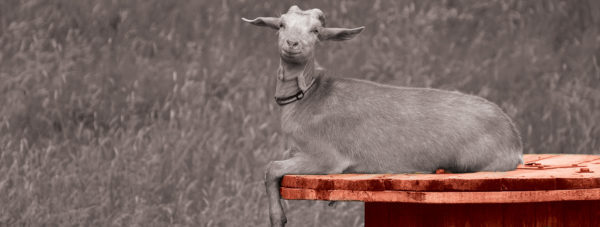 Products – Performance Livestock and Feed Co.